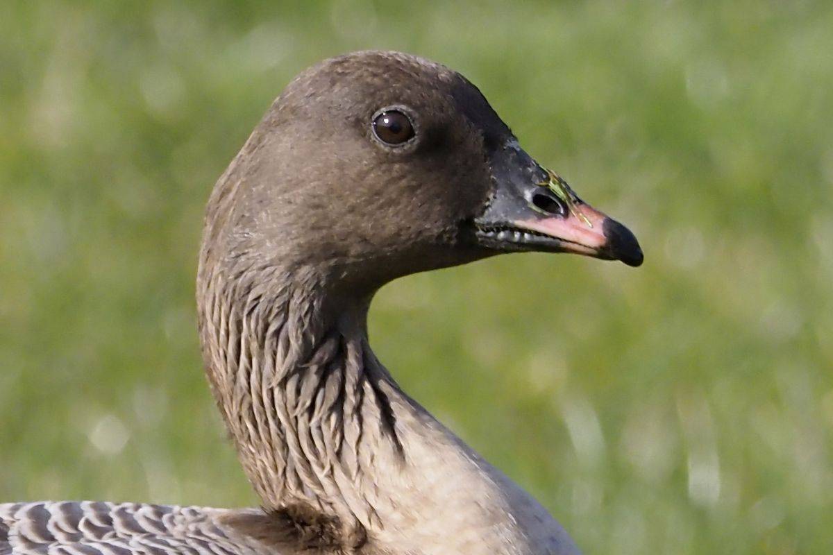 Wildgänse lernen: Feldgänse und Meergänse (mit Fotos)