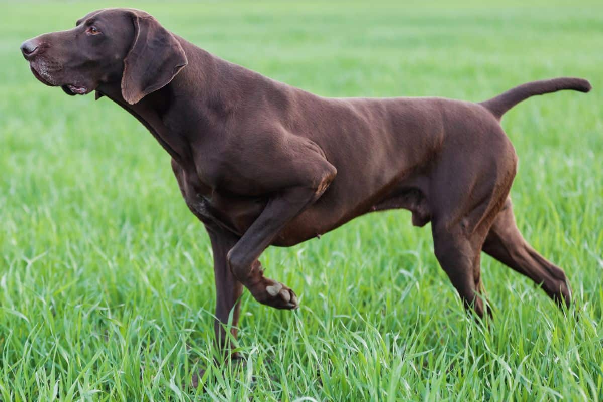 Jagdhundrassen erkennen (mit Bildern) - jaegersprache.de