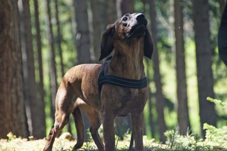 Jagdhundrassen erkennen (mit Bildern) - jaegersprache.de