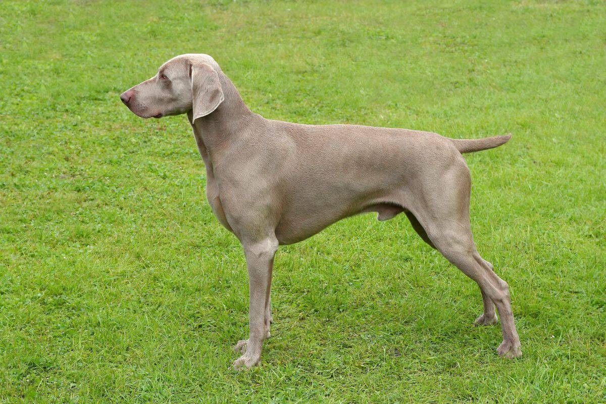 Jagdhundrassen erkennen (mit Bildern) - jaegersprache.de